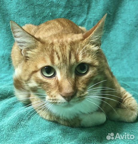 Рыжий Кототигр в Дар