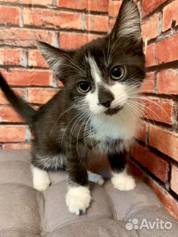 Котёнок Бантик 2 мес