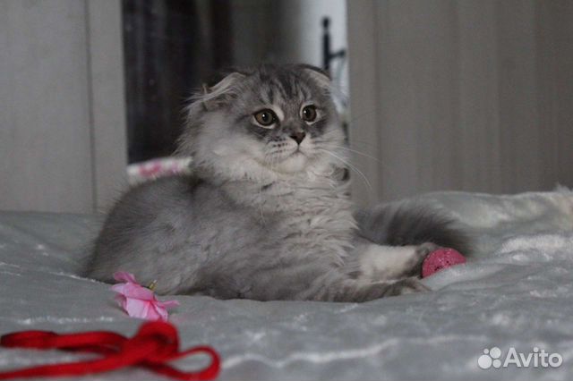 Котёнок хайленд фолд, мальчик