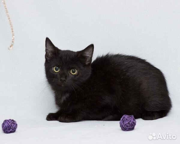 Малыш уголёк с янтарными глазками ищет дом