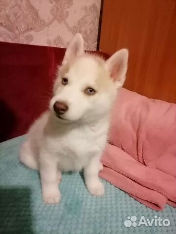 Сибирский хаски