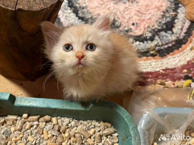 Котята бесплатно в добрые руки