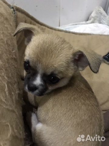 Продам щенков Чихуашек