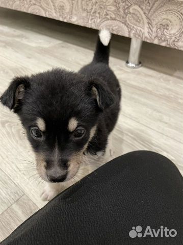 Щенок в добрые руки