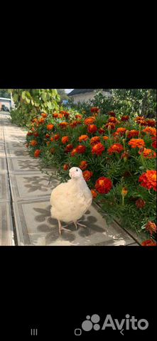 Перепела техасцы/селадоны, птенцы, инкубационные я