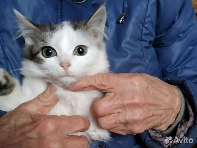 Маленький котёнок Ванечка 2,5 мес