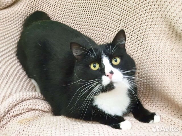 Котика выбросили наследники