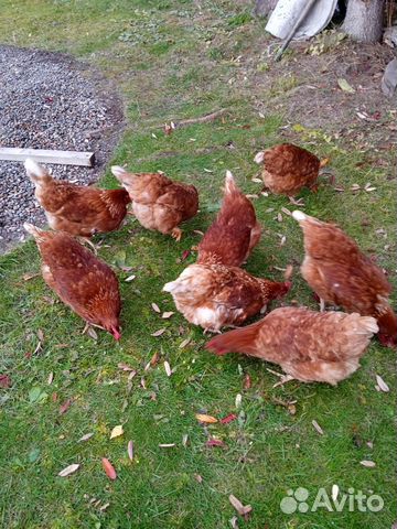 Куры несушки продам