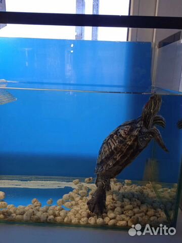 Красноухая черепаха с аквариумом