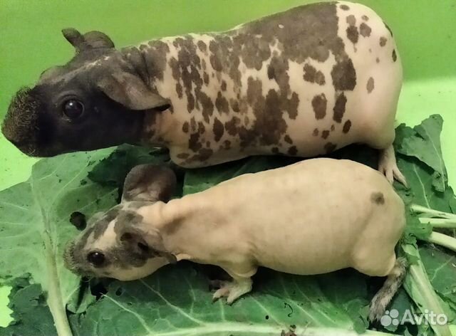 Скинни самец