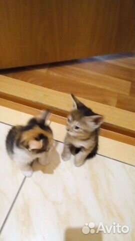 Котята отдам бесплатно