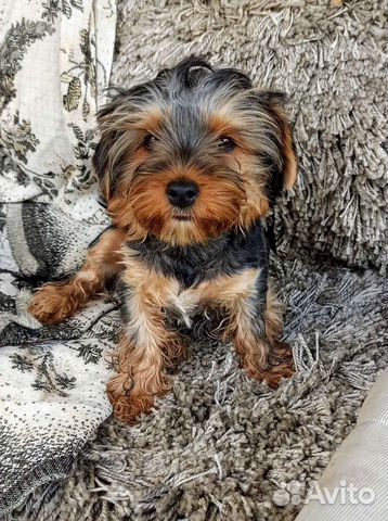 Йоркширский терьер