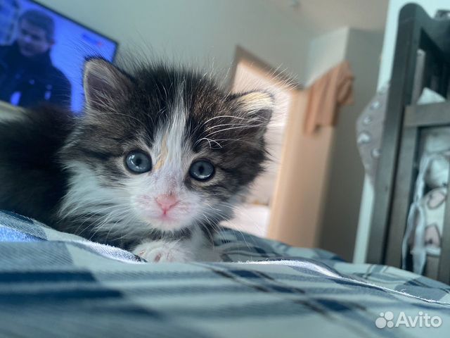 Котенок синеглазый мальчик