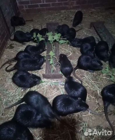 Нутрии на племя