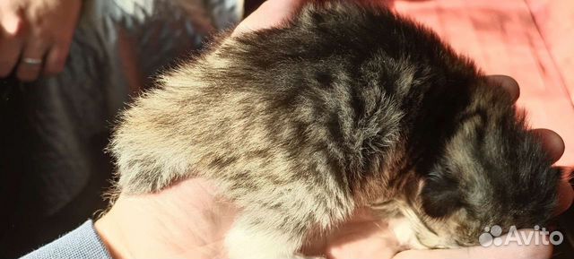 Кошка австралийский бобтейл