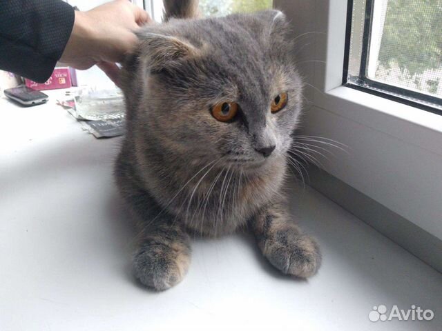 Кошка вислоухая