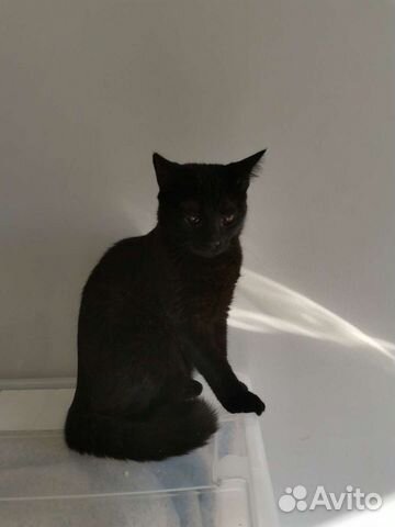 Котик 6 месяцев слепой