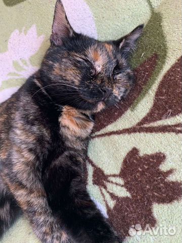 Кошка Маша