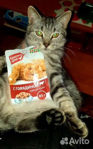 Кошка в дар