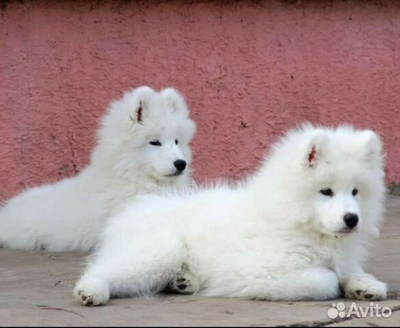 Самоедская собака щенки