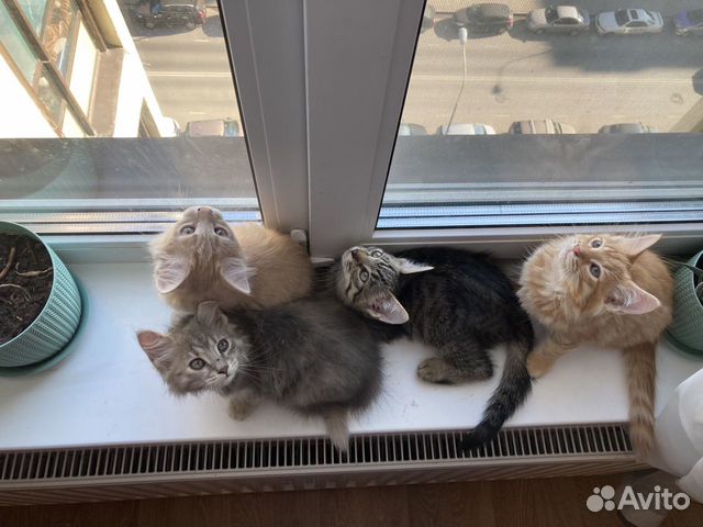 Котята