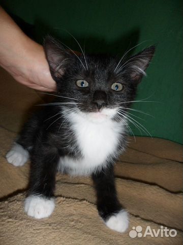 Отдам в добрые руки комок харизмы