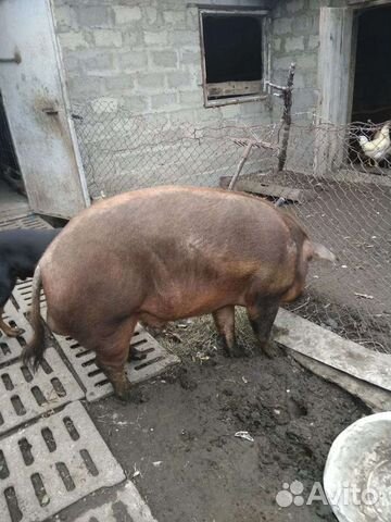 Племенной хряк.1,5 года
