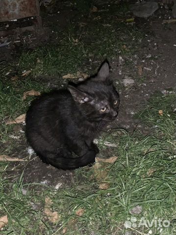 Черный котенок, бездомный, примерно 3 месяца, живе