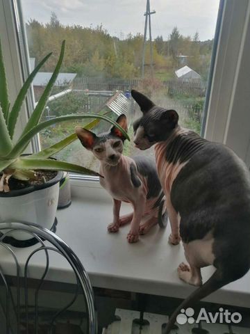 Канадский сфинкс