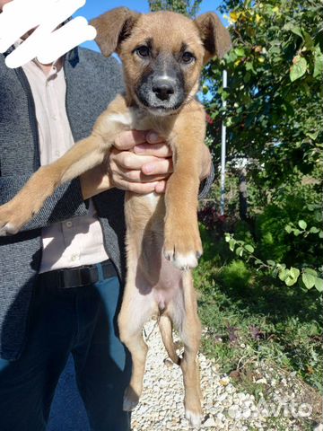 Жизнерадостный щенок(девочка)