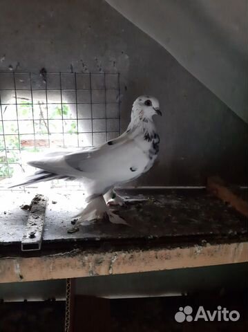 Продажа голубей