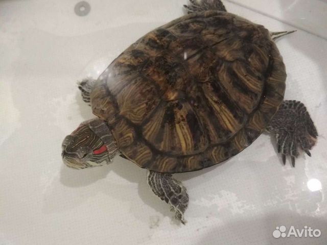 Красноухая черепаха бесплатно