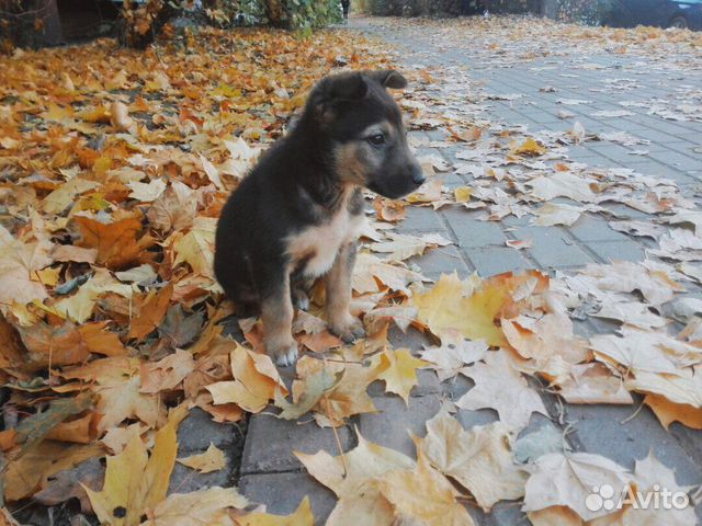 Щеночки бесплатно