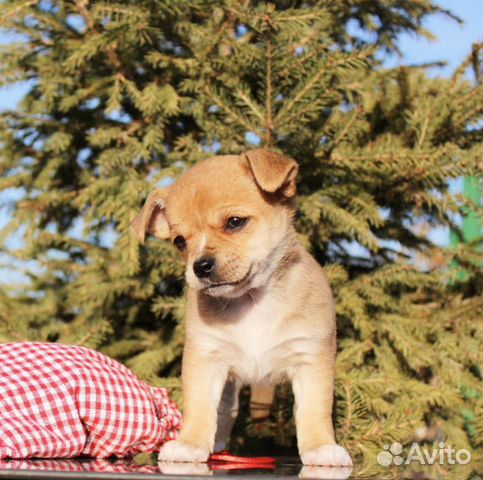 Лучшая подружка