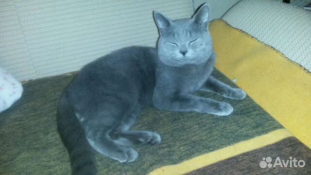 Русская голубая