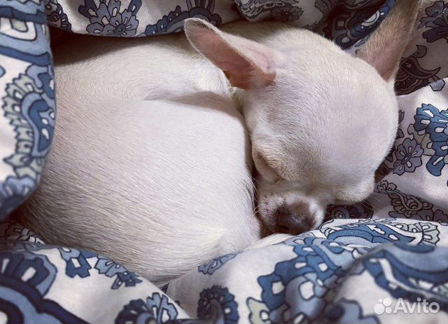 Чихуахуа кремовая девочка