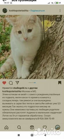Рыжие солнышки приносящие удачу кот/кошка