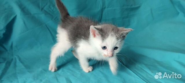 Котенок Мальчик 1 месяц