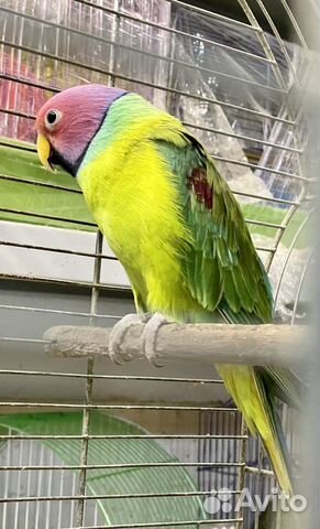 Сливоголовый попугай самец