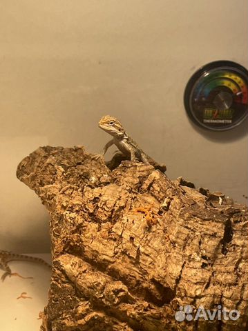 Детеныши агамы