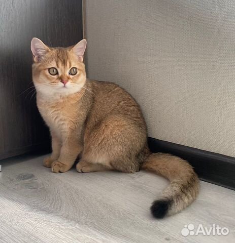 Яркий золотой малыш