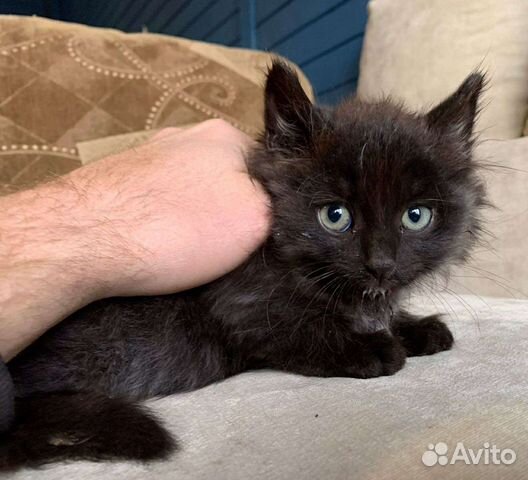 Котенок мальчик чёрный 1,5 мес Томми Спасение