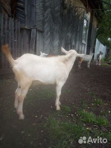 Козел зааненский