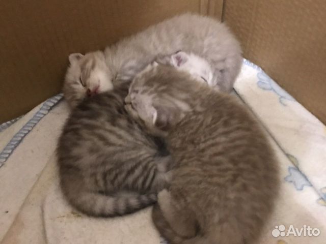Шотландские котята