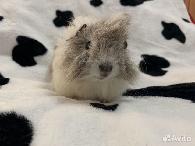Морская свинка перуанец малыш