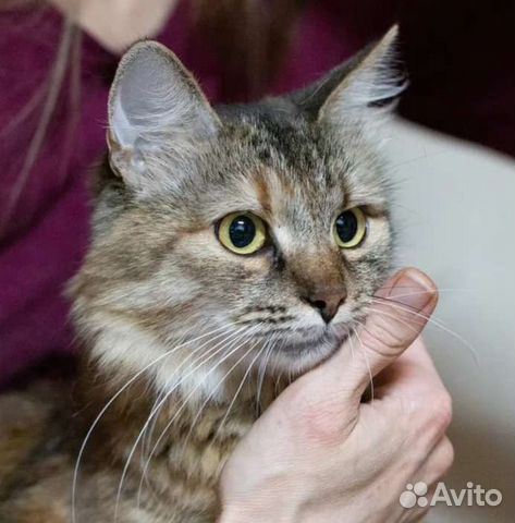 Ласковая камышовая кошка 1 год в дар