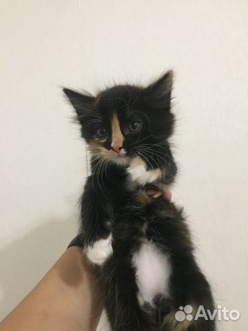 Кошечка соня(выбрать имя можете любое)