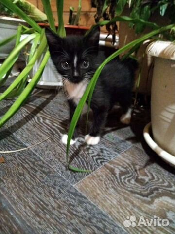 Котик