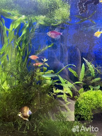 Тернеции для аквариума