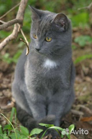 Кошка в дар